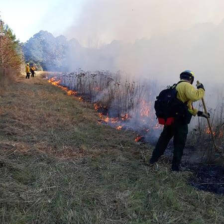 Partners For Pollinators in Tennessee | TDOT Pollinator Habitat Program