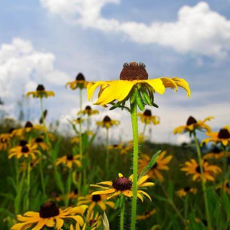 Partners For Pollinators in Tennessee | TDOT Pollinator Habitat Program