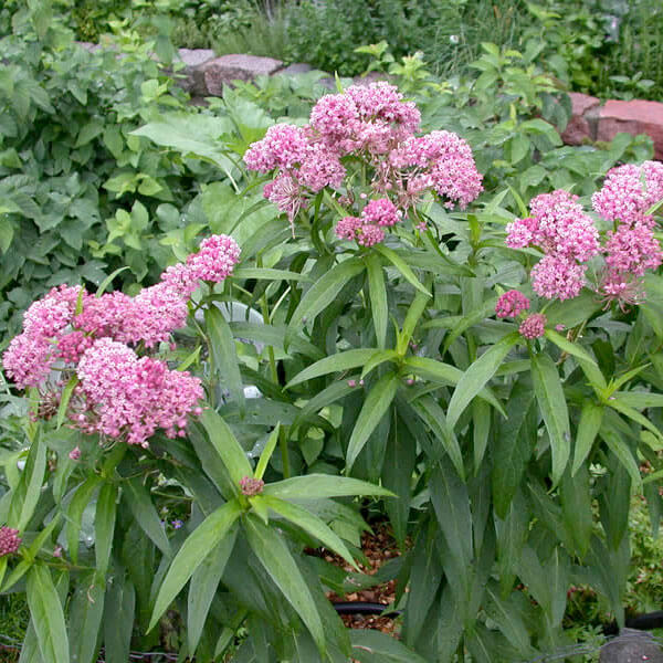 Project Milkweed | TDOT Pollinator Habitat Program