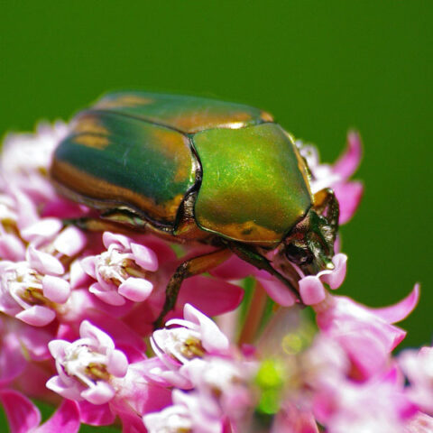 Project Milkweed | TDOT Pollinator Habitat Program