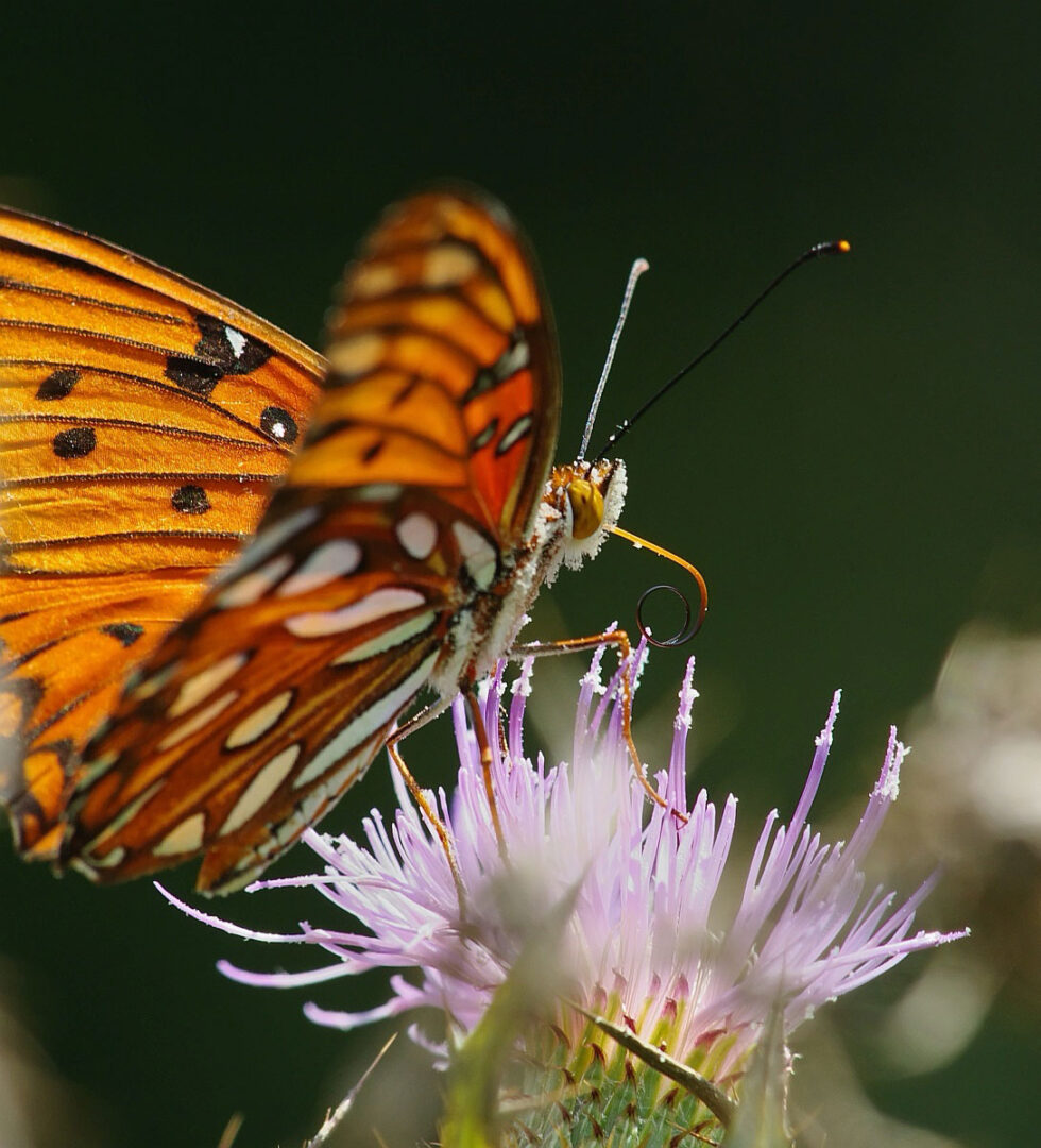 TDOT's Pollinator Habitat Program - TDOT Pollinator Habitat Program