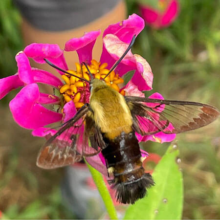 Tennessee Pollinator Project Locations | TDOT Pollinator Habitat Program