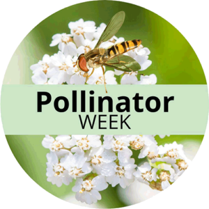 Tennessee Pollinators Habitat Program | TDOT Pollinator Habitat Program