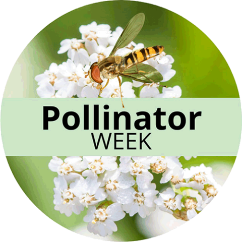 Tennessee Pollinators Habitat Program | TDOT Pollinator Habitat Program